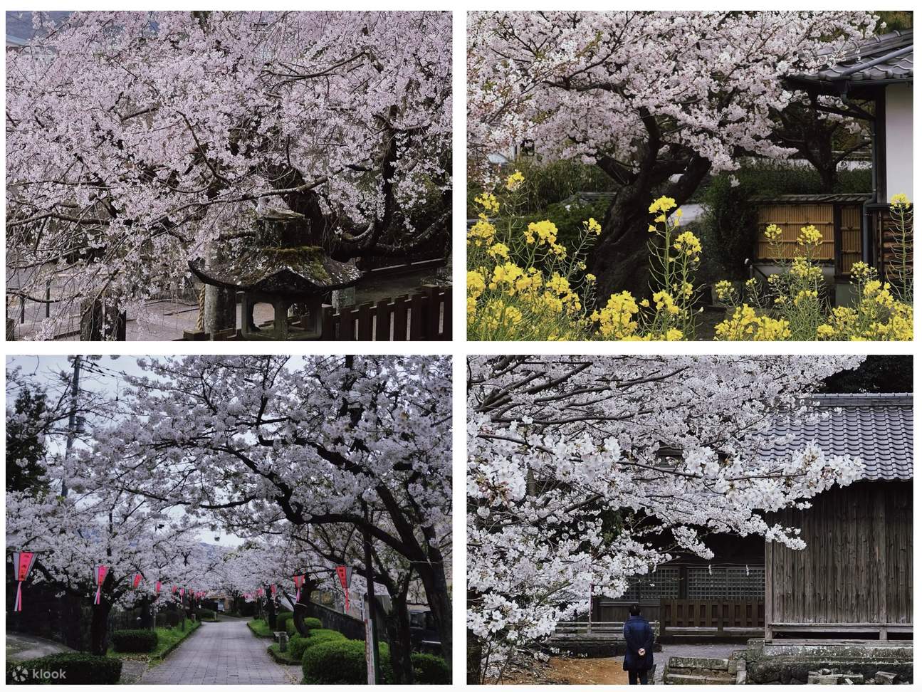 [Sakura Limited] Kyushu Saga Cherry Blossom Viewing Spots Day Tour ...